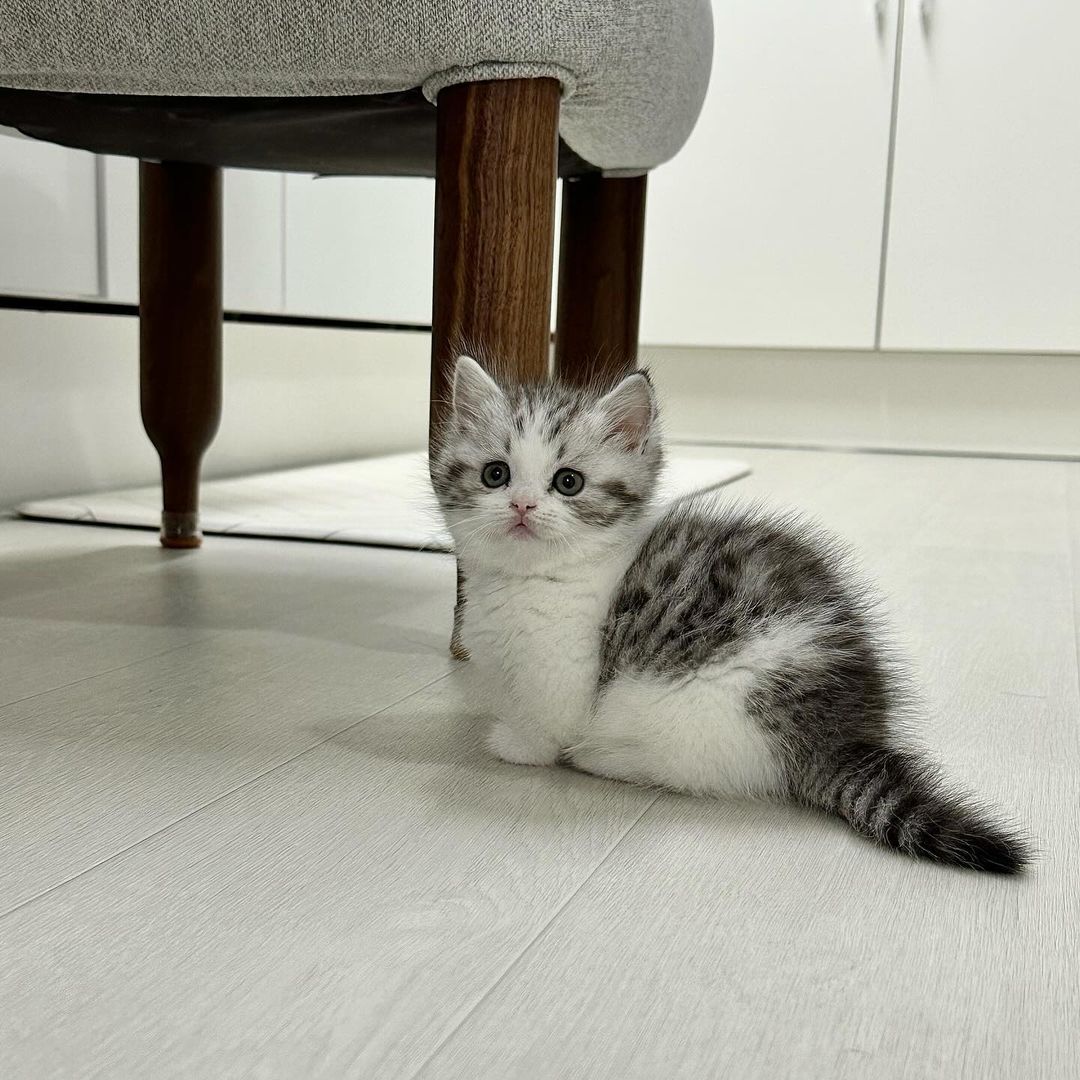 Misty – Female – Happy Munchkin Family